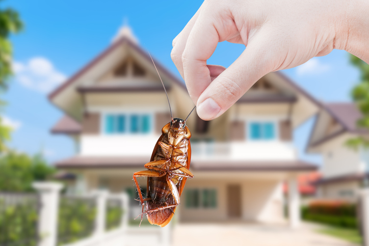 Cockroaches In North Carolina: A Complete Guide | B&T Pest Control