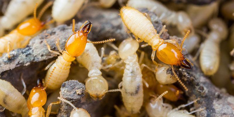 Termites in North Carolina: A Complete Guide | B&T Pest Control